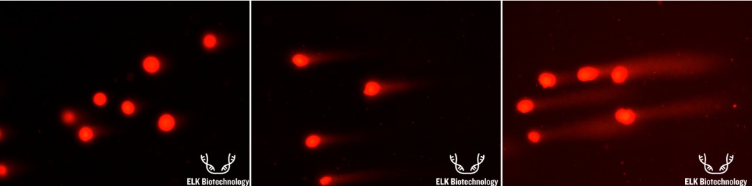 Comet Assay: DNA Damage Evaluation And Determination | Da-Ta Biotech